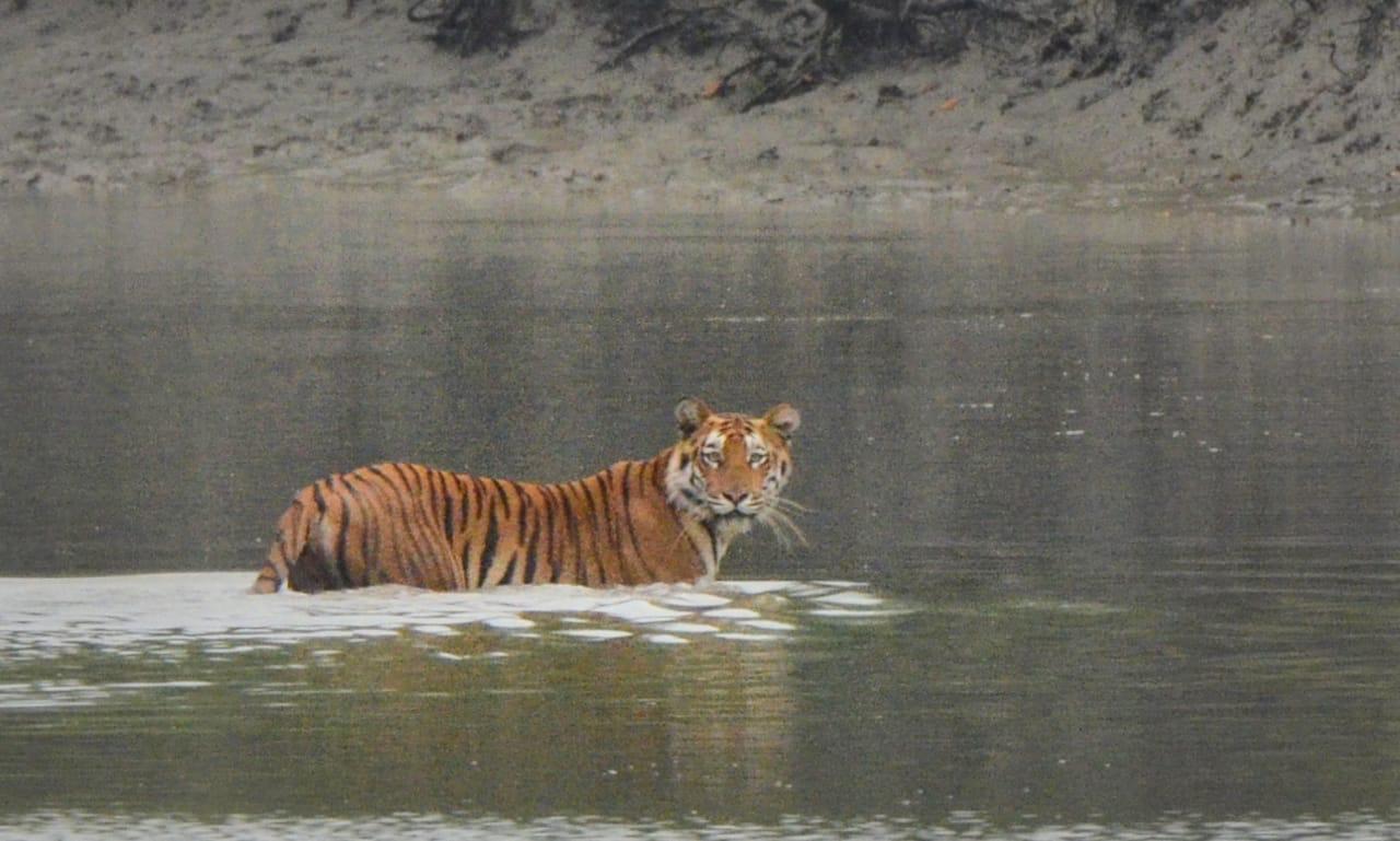 Website Of Sunderbans National Park West Bengal
